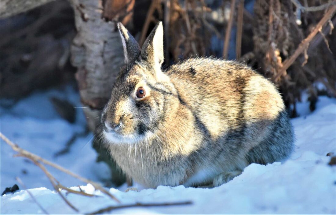 Requiem for a rabbit | News, Sports, Jobs - The Daily News